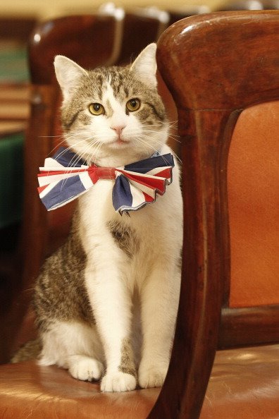 The Collecting Cat, Helena J. Maguire | Beth Anne's Finest All-Natural ...