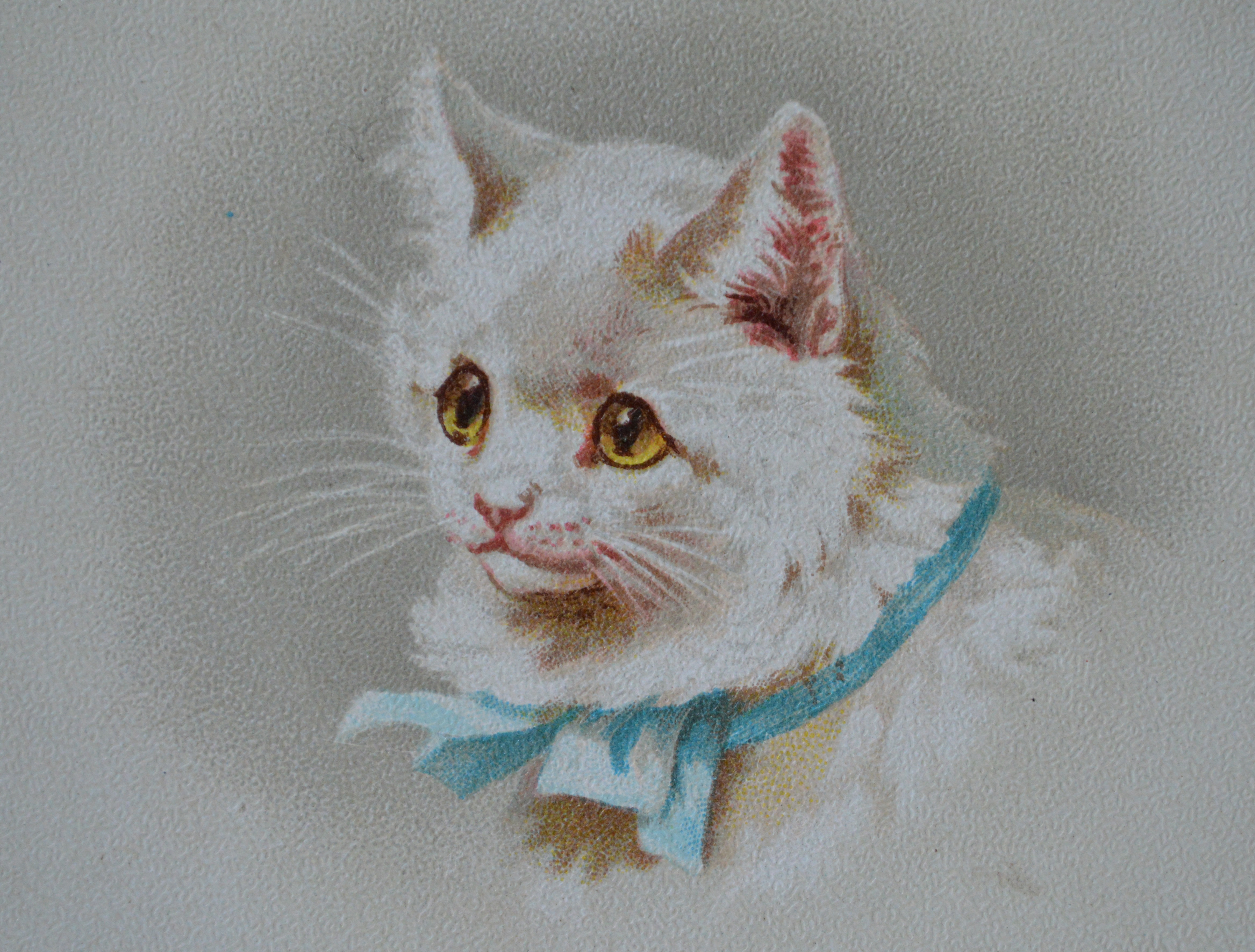 The Collecting Cat, Helena J. Maguire | Beth Anne's Finest All-Natural ...